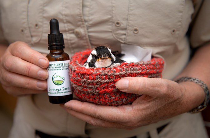 FUNdamentals of Aromatic Science for Animals - Northwest School of ...